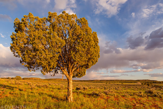 Cedar Mesa Tree // ADVENTR.co